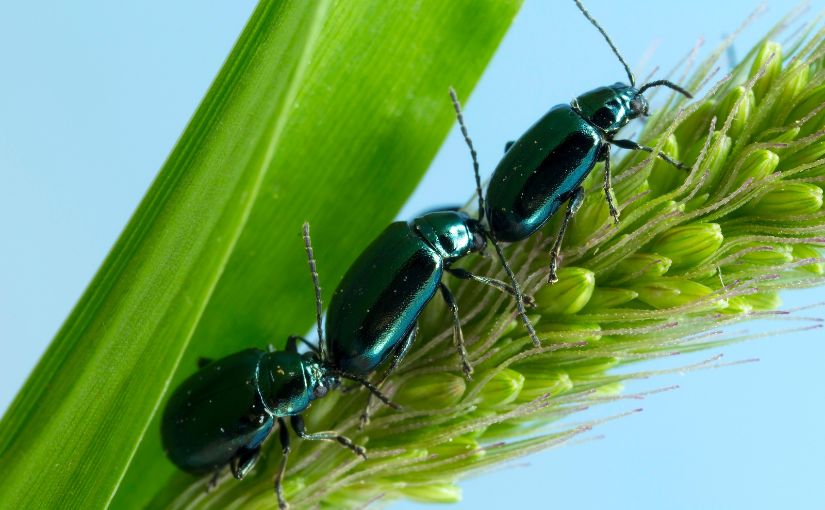 What are the Ways to Control Fleas on Your Property?